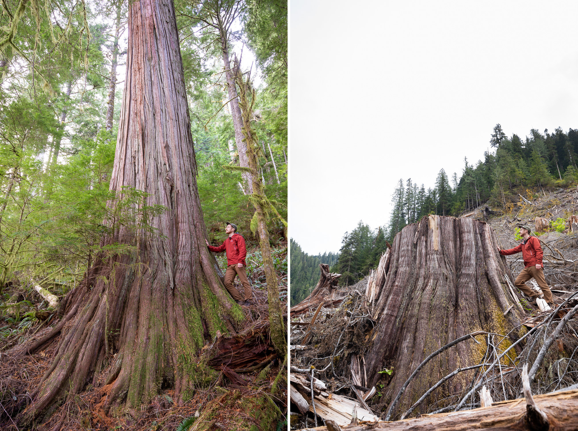 New before & after images reveal shocking impacts of old-growth logging ...