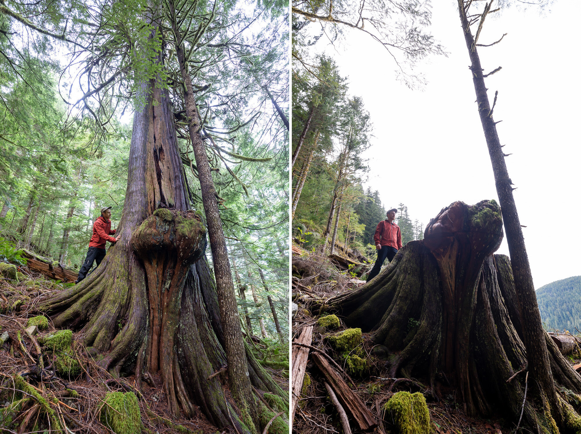 New before & after images reveal shocking impacts of old-growth logging ...